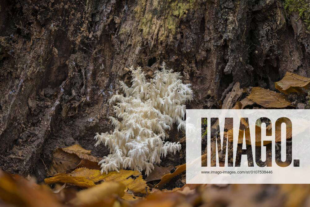 Prickly moustache Hericium coralloides on rotten oak root, Mönchbruch ...