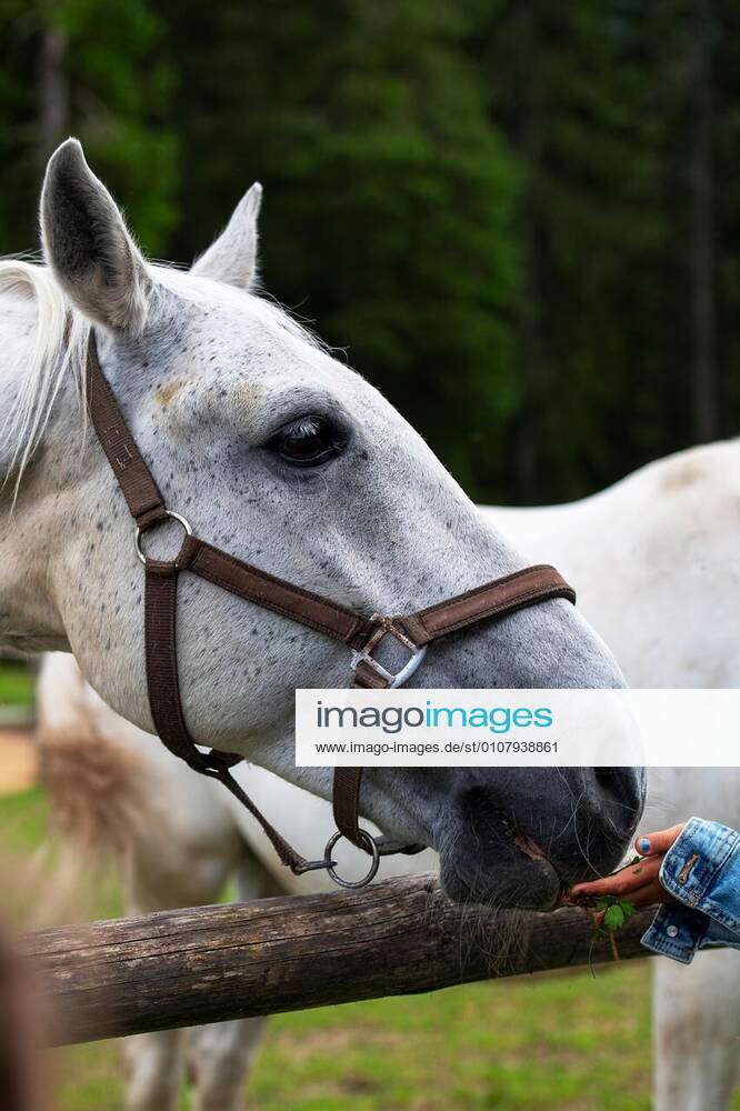 Lipizzan Horse Star Stable