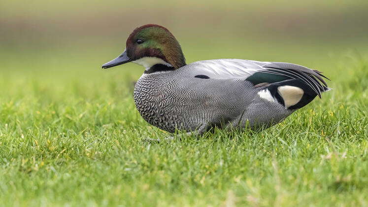 Sichelente, Sichel-Ente (Anas falcata, Mareca falcata), Gruppe von Maennchen m Flug, Russland