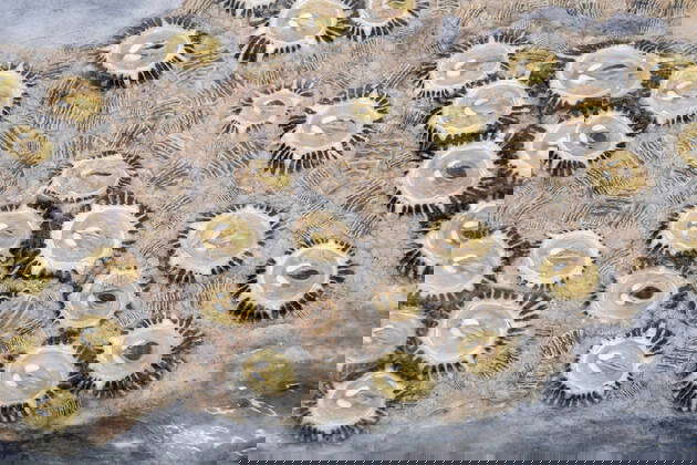 External skin parasites on the skin of an adult Gray Whale, Laguna Ojo ...