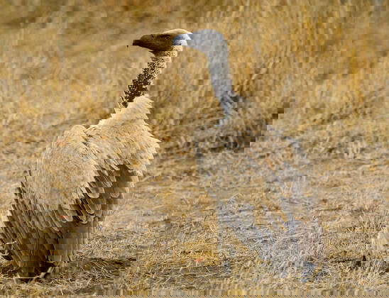 Weissrueckengeier, Weissruecken-Geier, fliegt von einem Kadaver weg ...