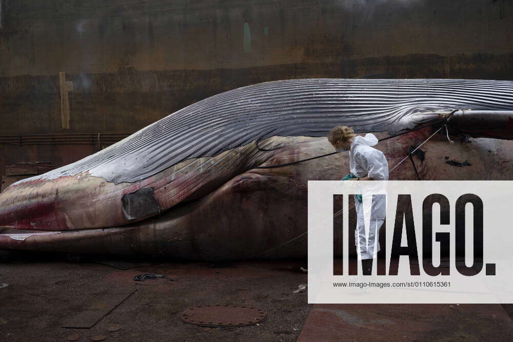Blue Whale Dissection