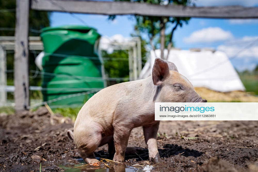 Relaxed life in an outdoor piggery, piglets urinating in a mud hole ...