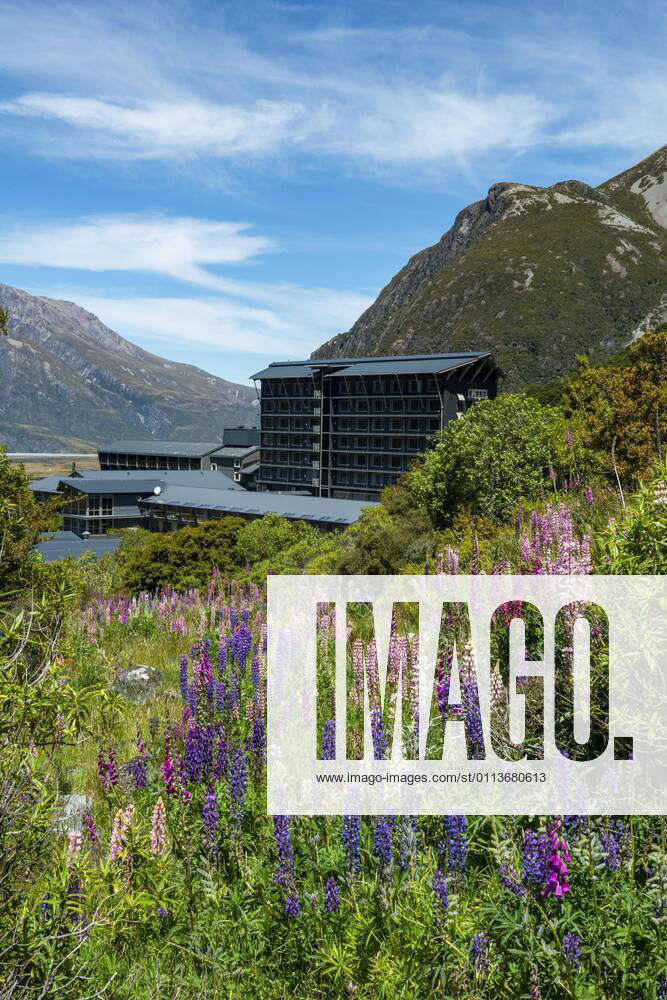 Purple Multifoliate Lupines Lupinus polyphyllus, back Hotel The ...