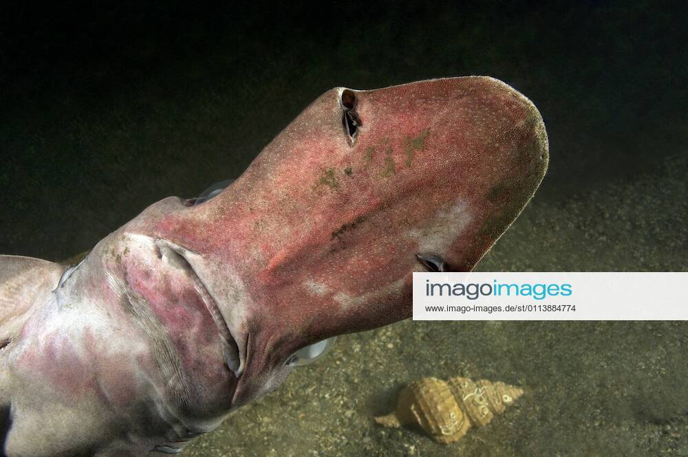 Birdbeak Dogfish Shark