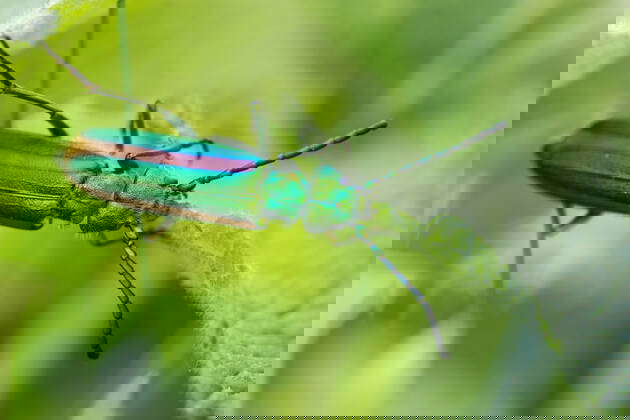 Spanish fly, togata Lytta vesicatoria togata, Cantharis vesicatoria ...