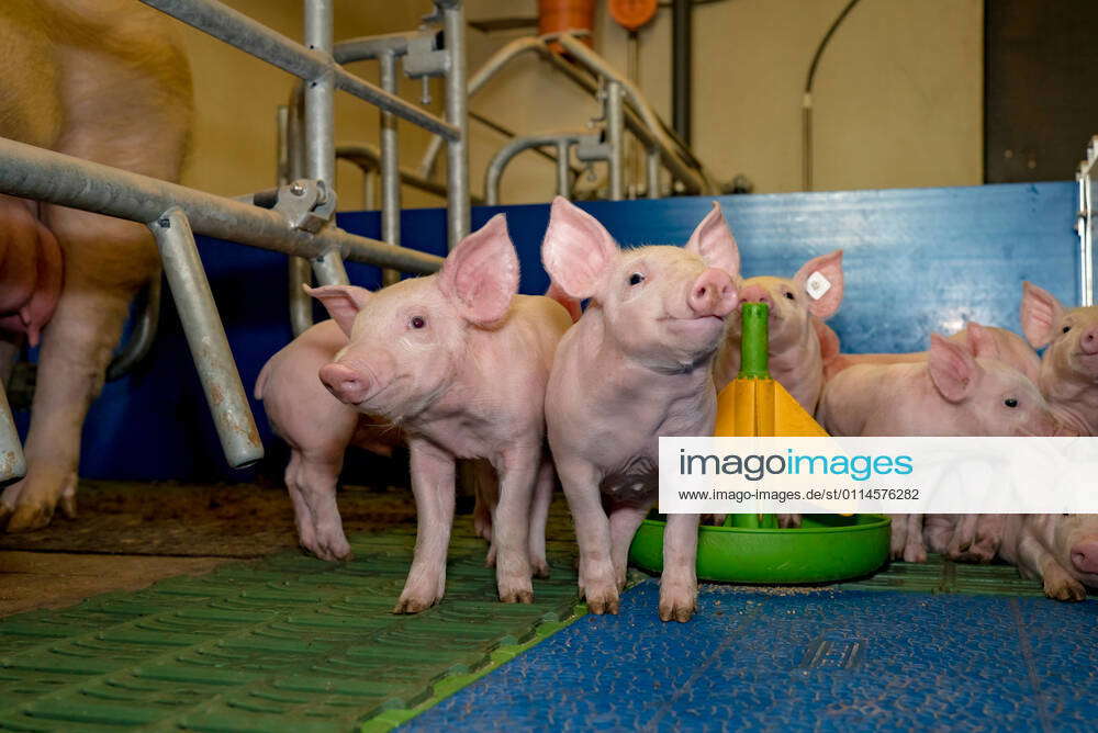 Modern pig house Curious piglets in a spacious farrowing pen ...
