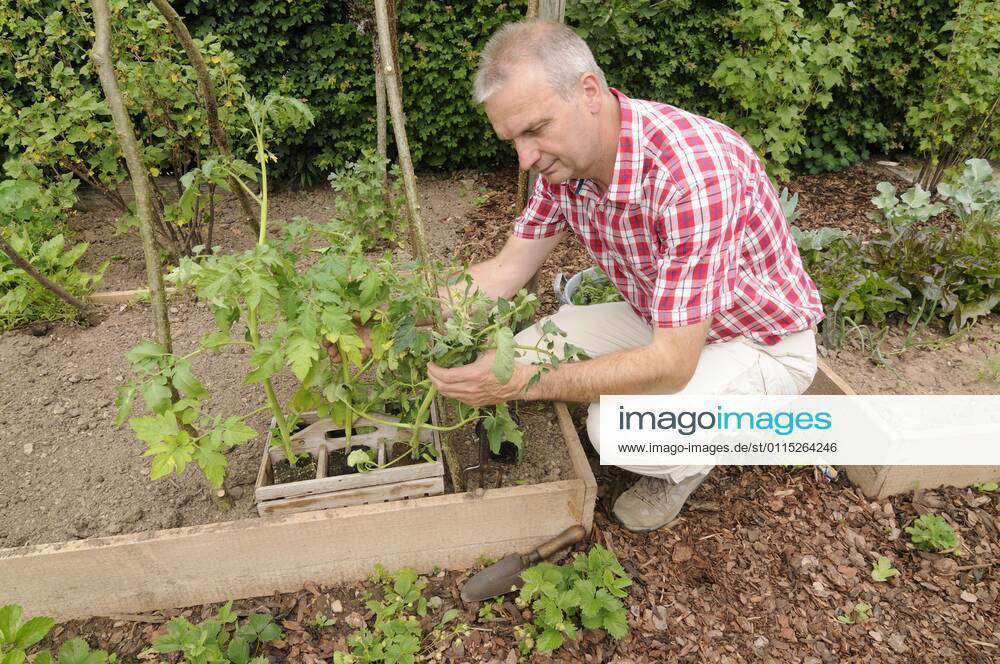 organic garden, planting tomatoes, box system, tomato plants