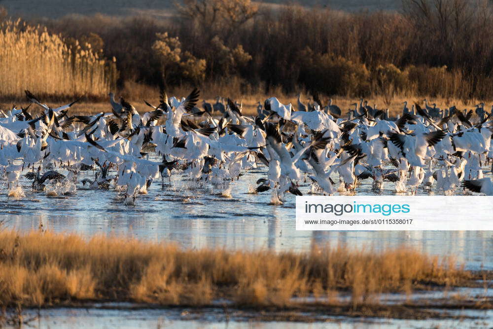 A flock of Snow Geese lift off from a pond in early morning on the ...