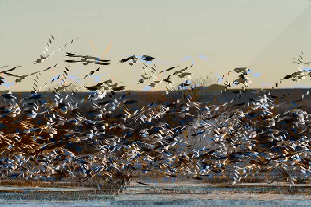 A flock of Snow Geese lift off from a pond in early morning on the ...