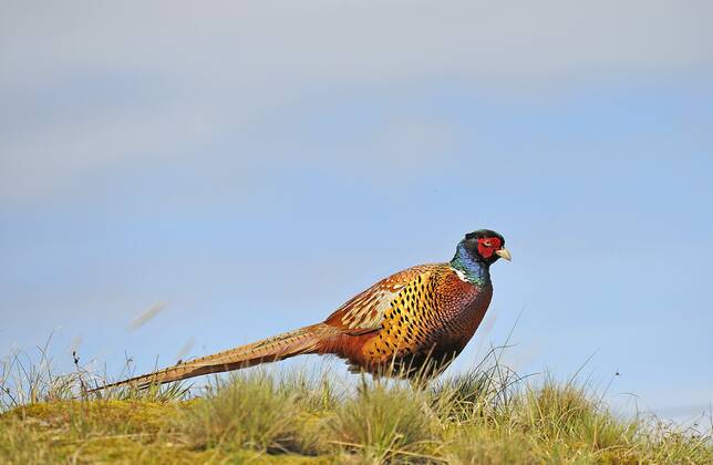Pheasant, Ring-necked pheasant, Ring Pheasant, Hunting pheasant ...
