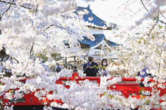 Cherry blossoms in northeastern Japan Cherry blossoms bloom near ...