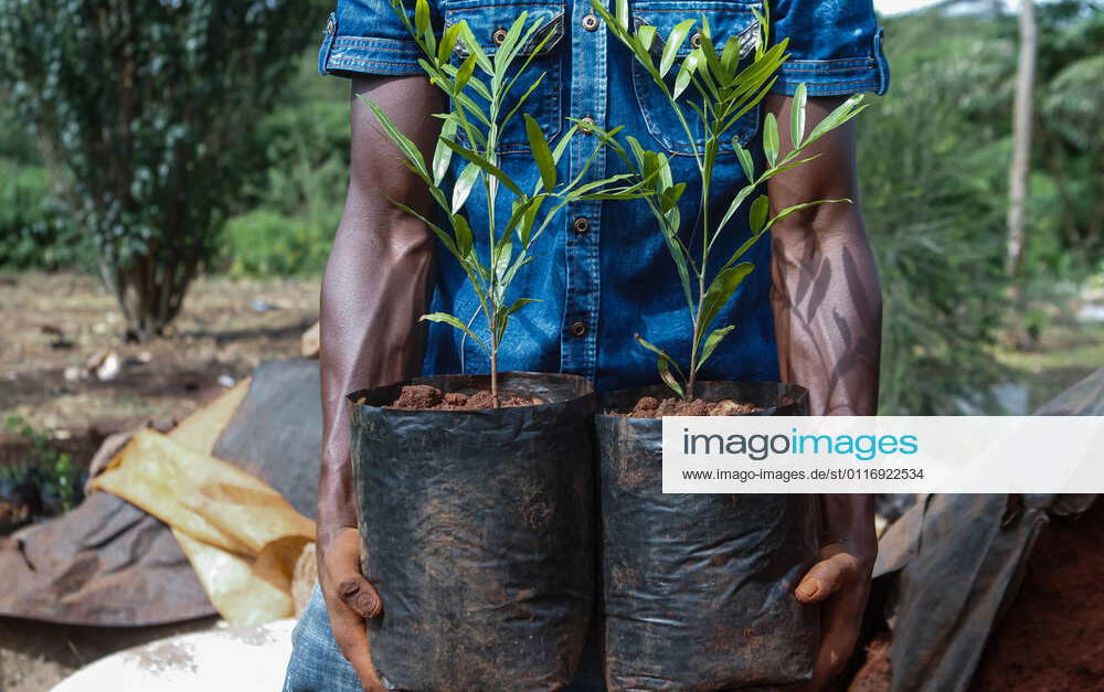 April 22 2021 Kajiado Kenya Thika Palm Tree Seedlings Ready For april-22-2021-kajiado-kenya-thika-palm-tree-seedlings-ready-for