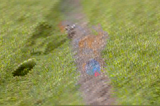 Pheasant, Ring-necked pheasant, Ring Pheasant, Hunting pheasant ...