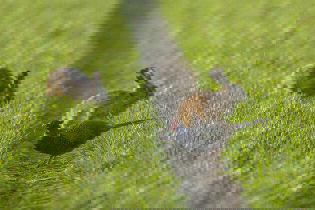 Pheasant, Ring-necked pheasant, Ring Pheasant, Hunting pheasant ...