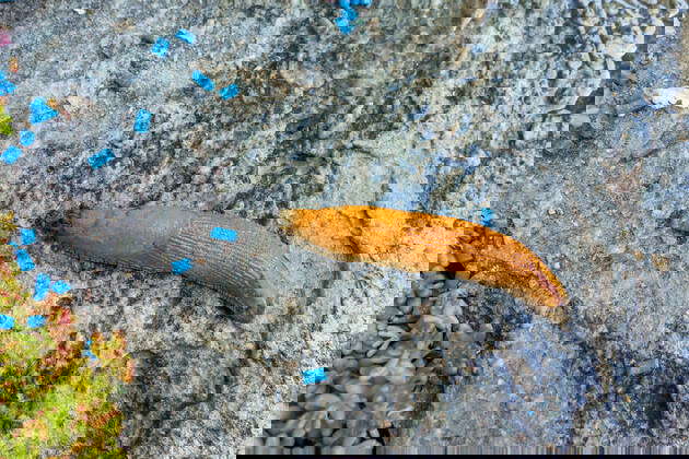 A nudibranch in the garden is fought with slug pellets Remedy against ...