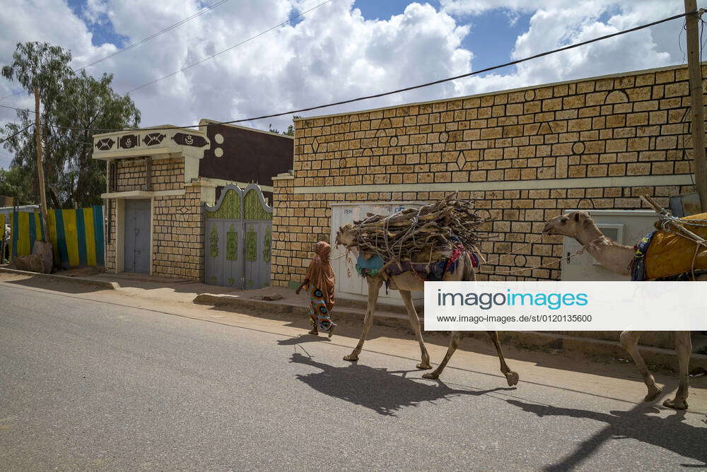 A camel caravan transporting wood in the city centre. On the streets of Jijiga, or Jigjiga as it is