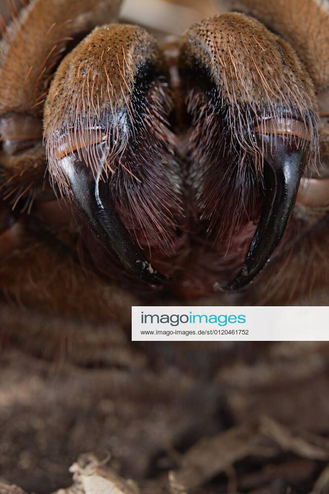 Goliath Bird Eating Spider Fangs