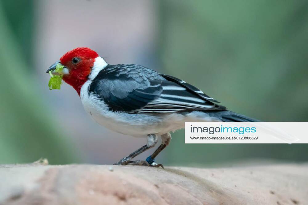 Red-cowled Cardinal ( Paroaria dominicana