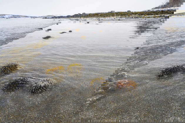 Purpurseeigel, Purpur-Seeigel, Rundstacheliger Seeigel, Rundstachliger ...