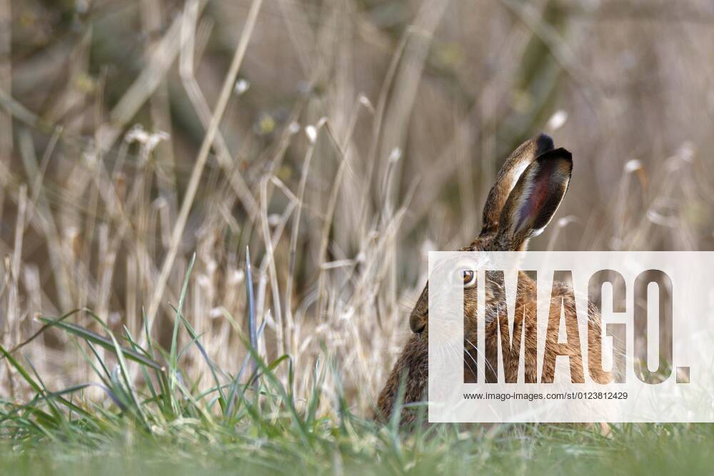 European hare Lepus europaeus resting on a meadow, Naturpark ...
