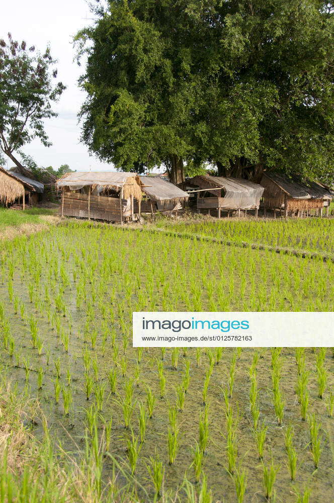 Rice is the seed of the monocot plants Oryza sativa (Asian rice) or ...