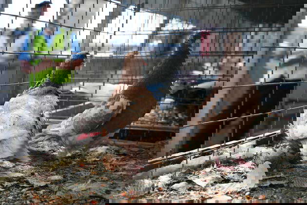 MOSCOW, RUSSIA - : Pigeons are for sale at a pet market at the Sadovod ...