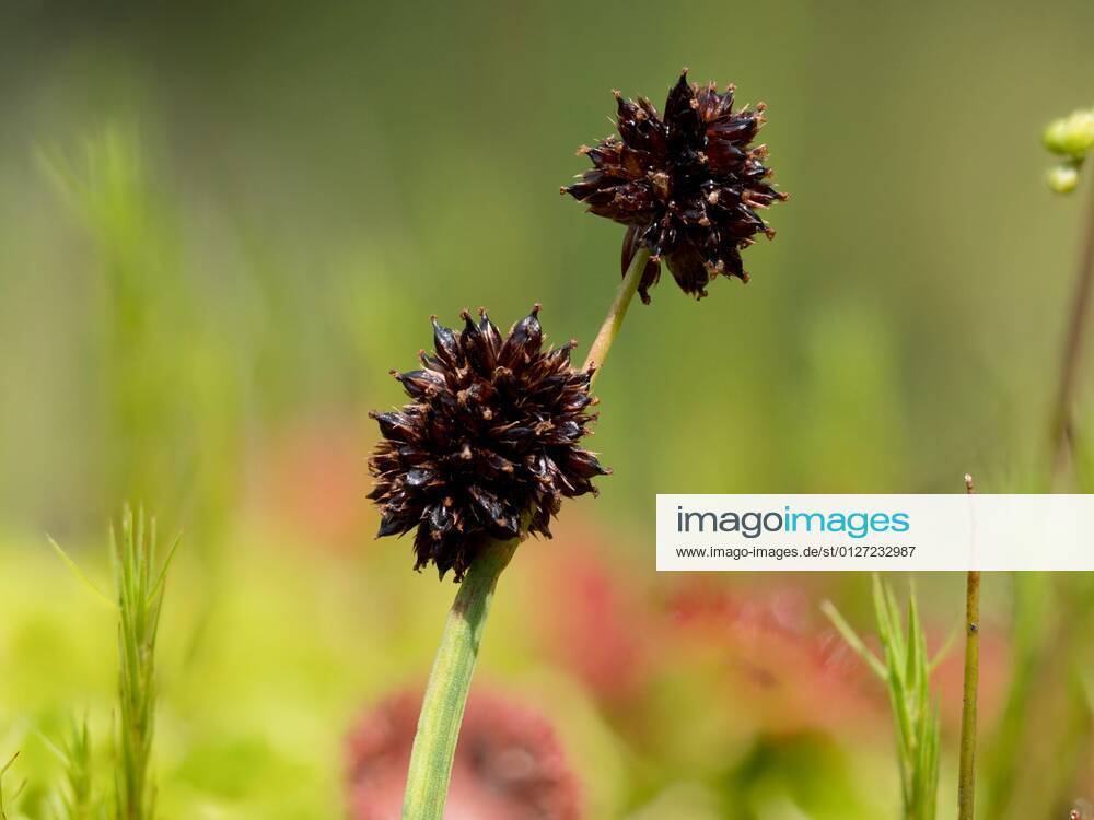 Sword-leaved rush Juncus ensifolius in inflorescence, North Rhine ...