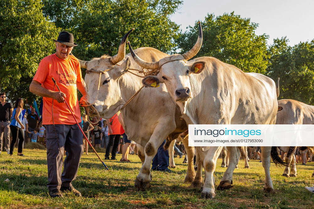 PXL_31st Istrian Cattle Festival Ox Sarozin with owner Mario Udovicic ...