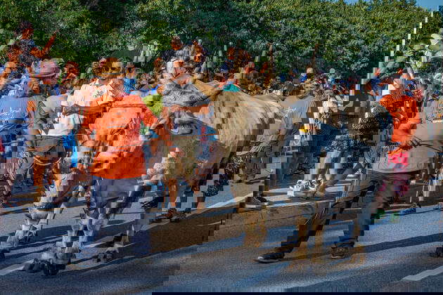PXL_31st Istrian Cattle Festival Ox Sarozin with owner Mario Udovicic ...