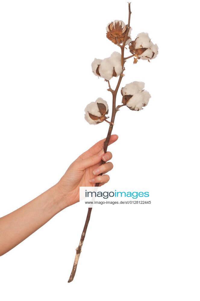 Cotton branch