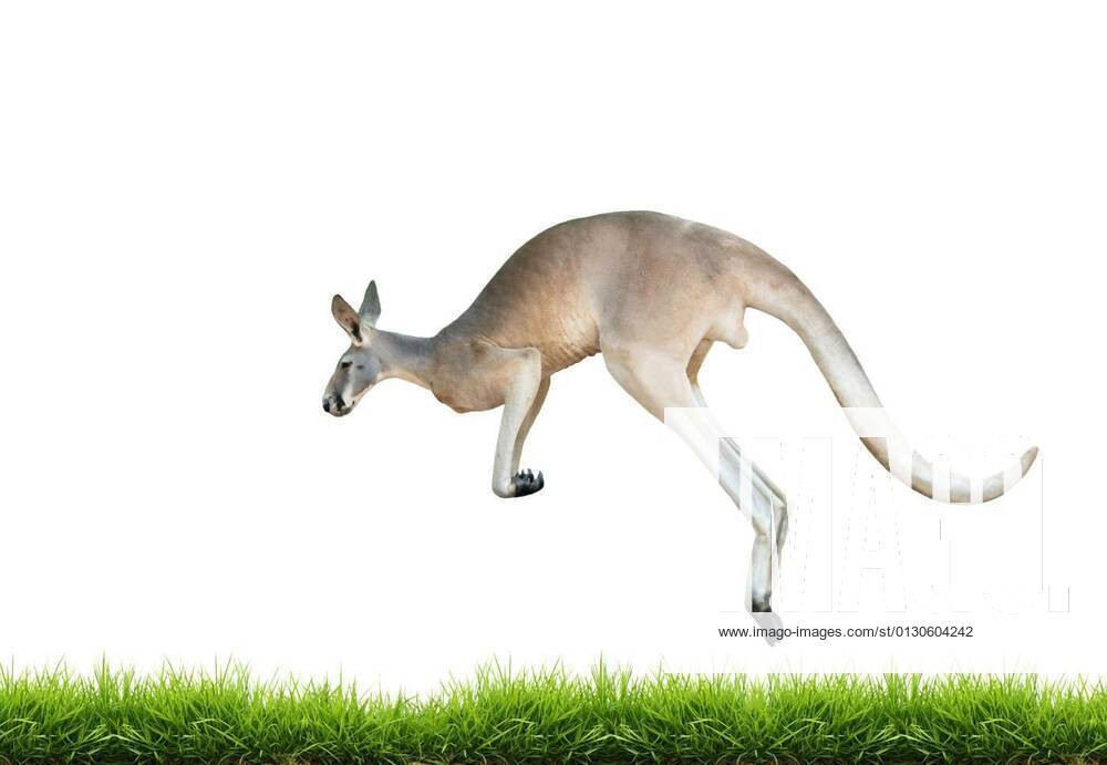 Red kangaroo jump on green grass isolated