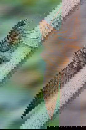 Dragonfly Nymph Dragonfly nymph in Toronto, Ontario, Canada, on Toronto ...