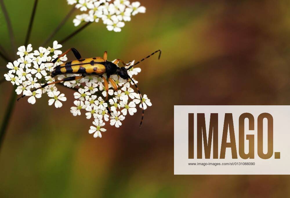 Rutpela maculata maculata strangalia