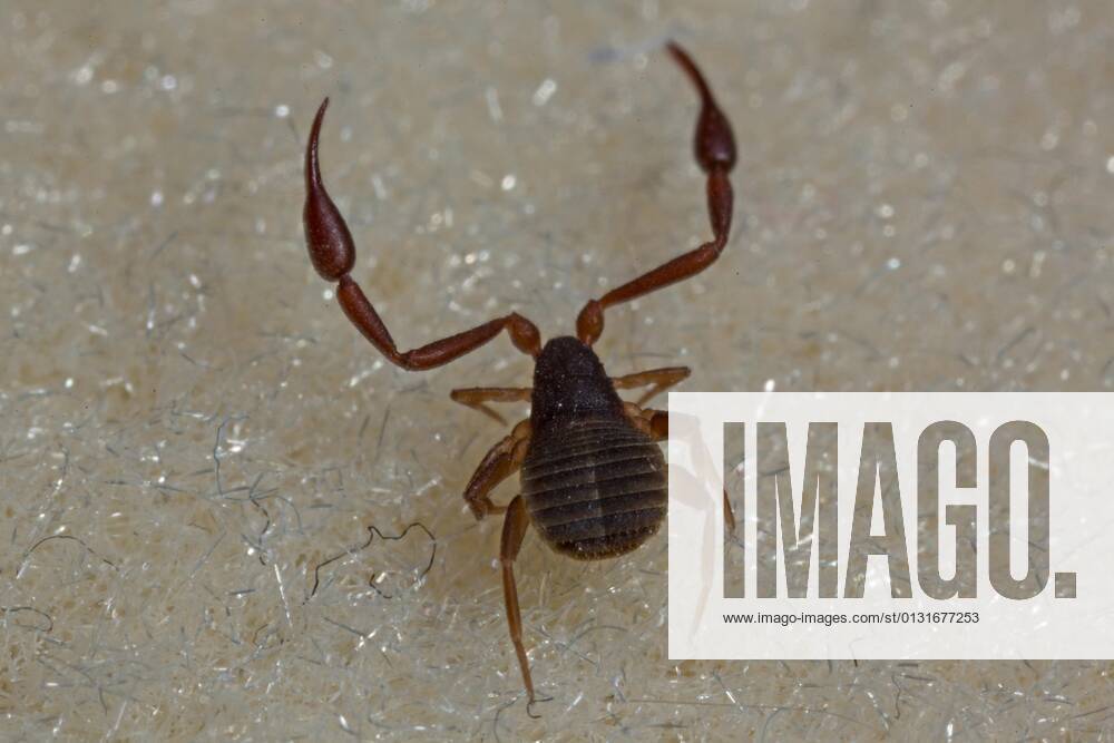 House pseudoscorpion Chelifer cancroides Copyright: imageBROKER L.xWerle