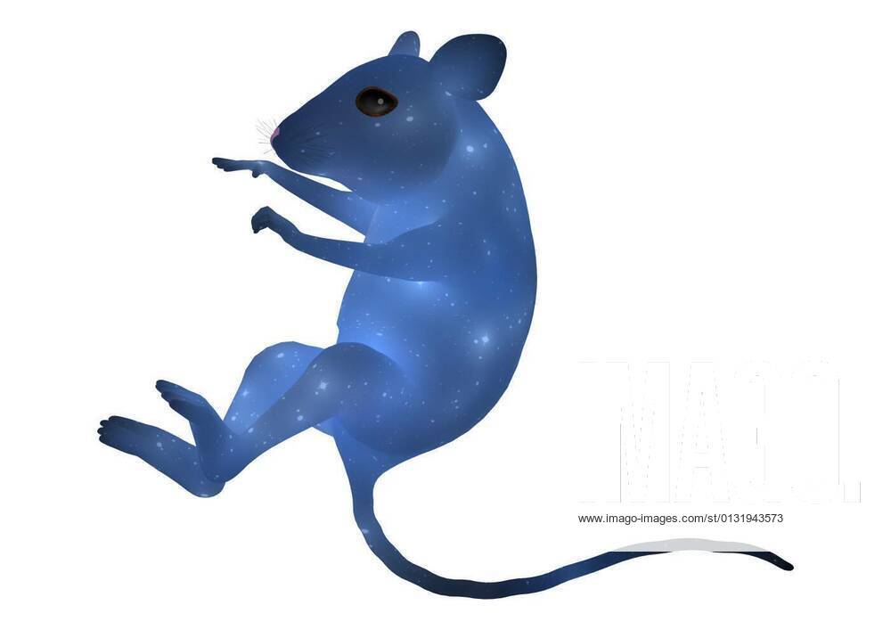Blue Mouse