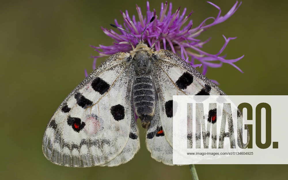 red list,apollo butterfly,red lists,apollo butterflies