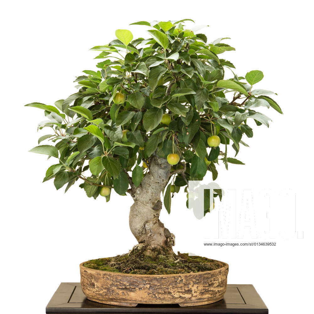 Apple Tree Bonsai