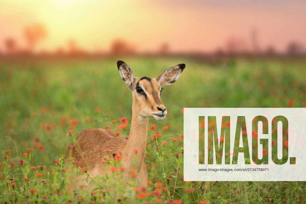 sunset,africa,impala,sunsets,african,impalas