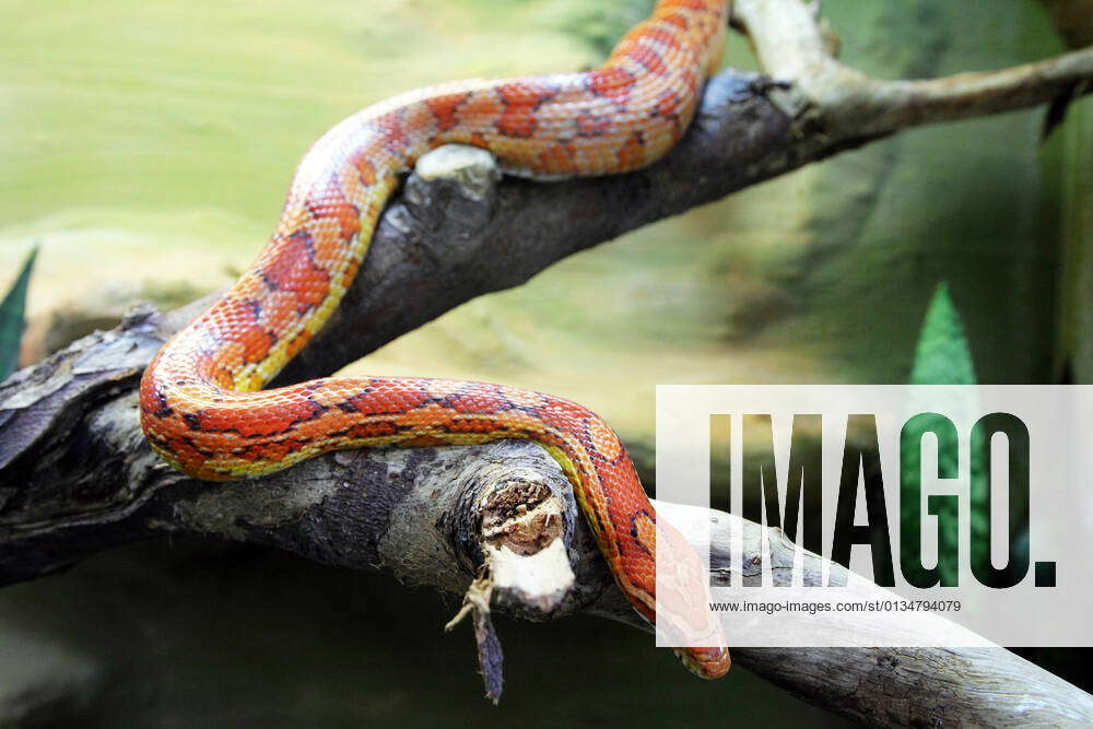 Quotelaphe Guttata Pantherophis Kornnatter Guttatus Corn