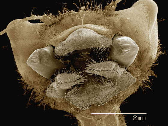 Coloured SEM of spittlebug (Cercopidae) head