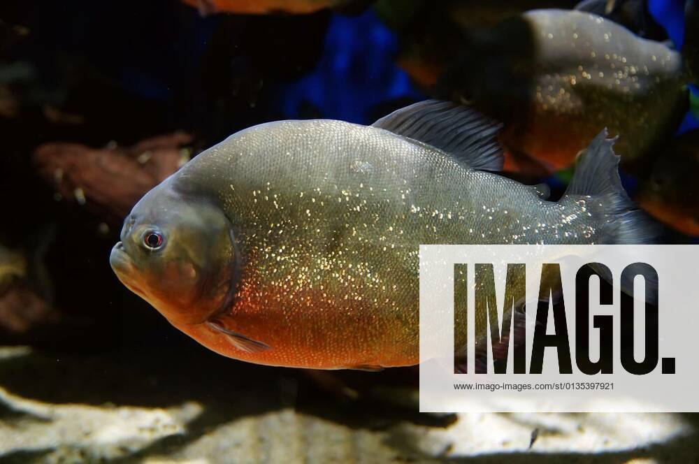 Piranha fish