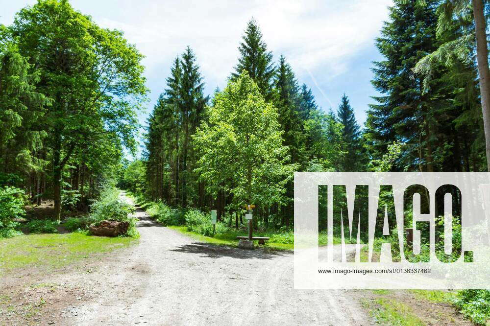 Path Fork Split Forest Trees Summer Foliage Dirt Footpath Sunny Decision