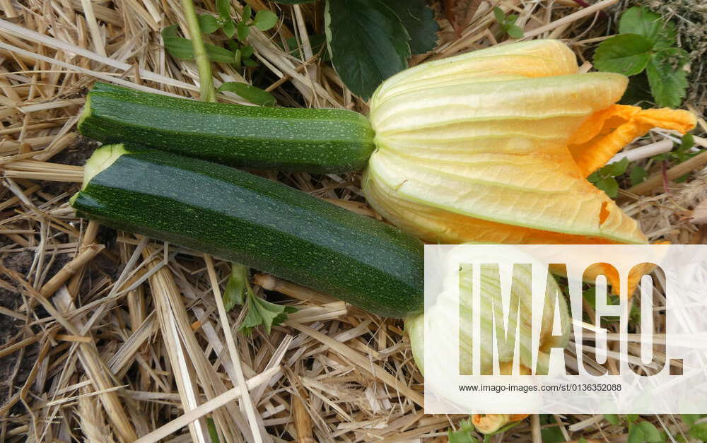Courgettes, courgette flowers and small green courgettes