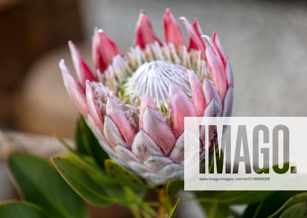 Protea National Flower South Africa | Best Flower Site