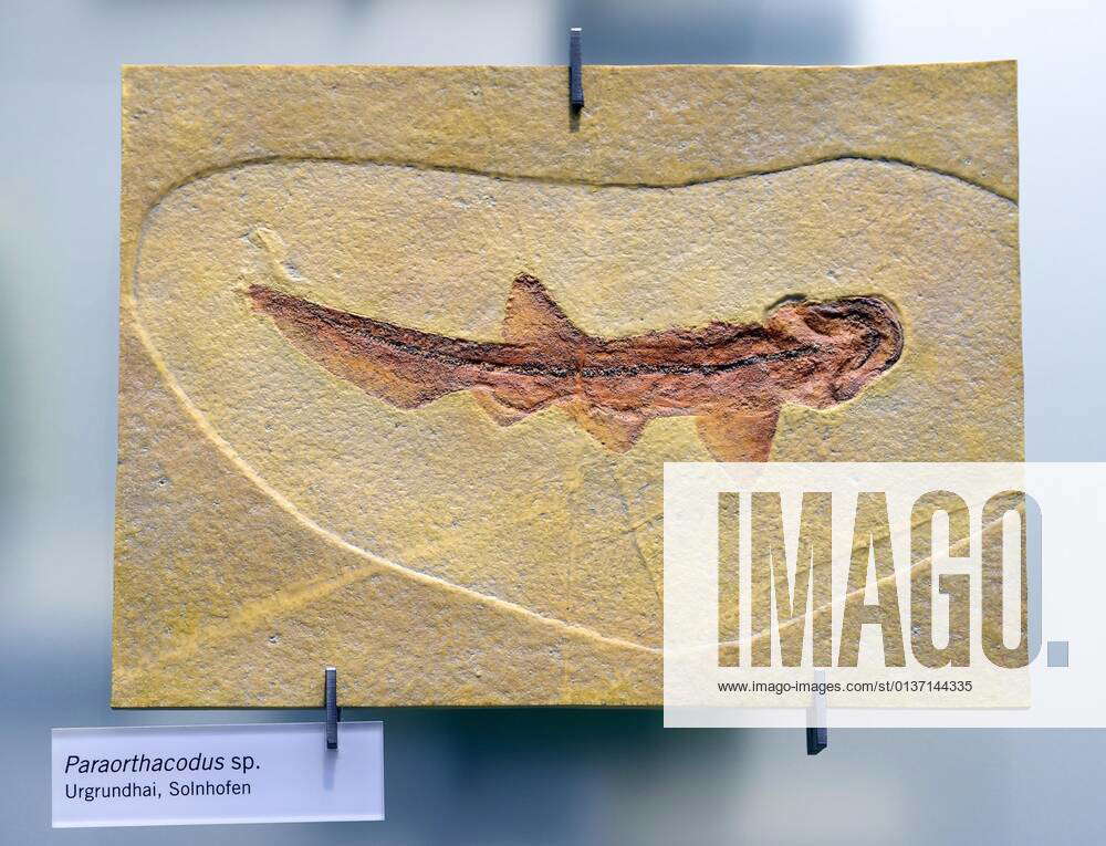 Fossilization of a primordial basking shark Paraorthacodus, Museum für ...