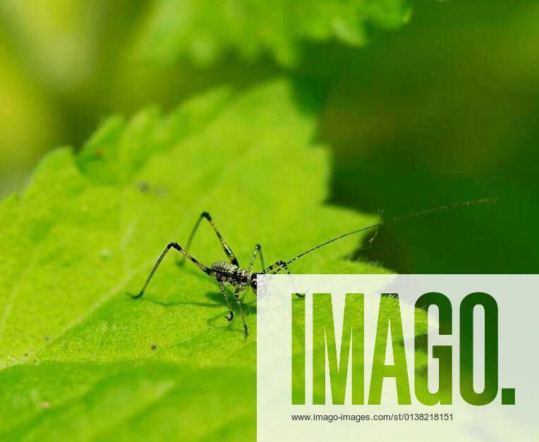 Tiny baby cricket insect on leaf - Phaneroptera, Katydid ...