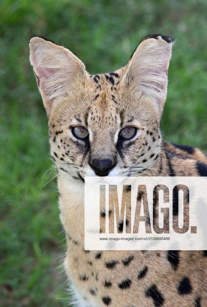 Beautiful Serval wild cut with pretty fur and