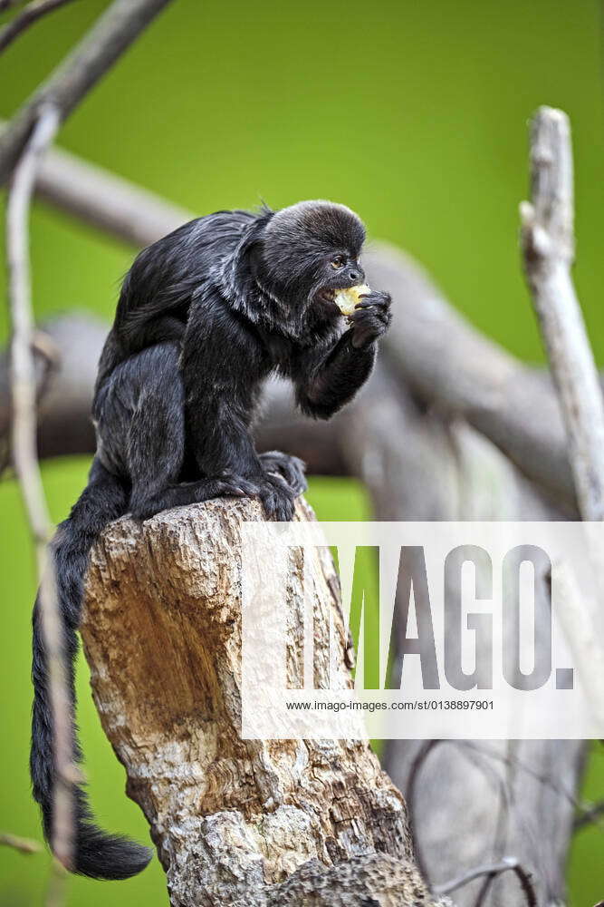 Jumping tamarin Callimico goeldii Jumping tamarin Callimico goeldii in ...