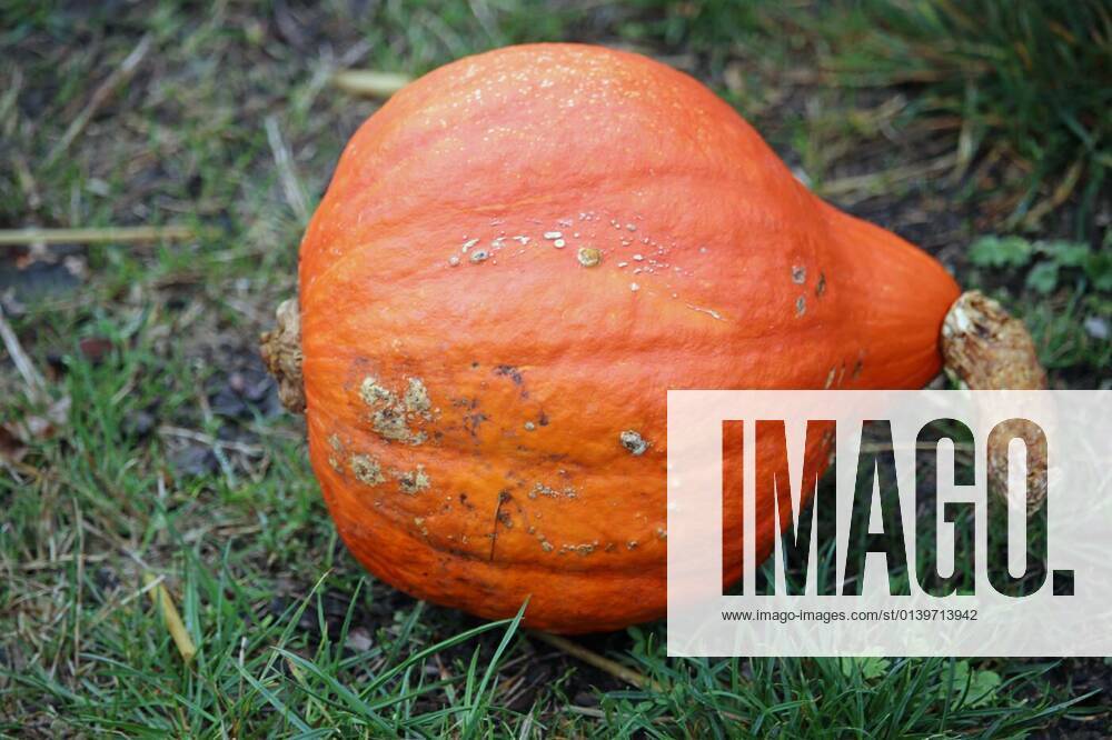 Potimarron Hubbard pumpkin squash